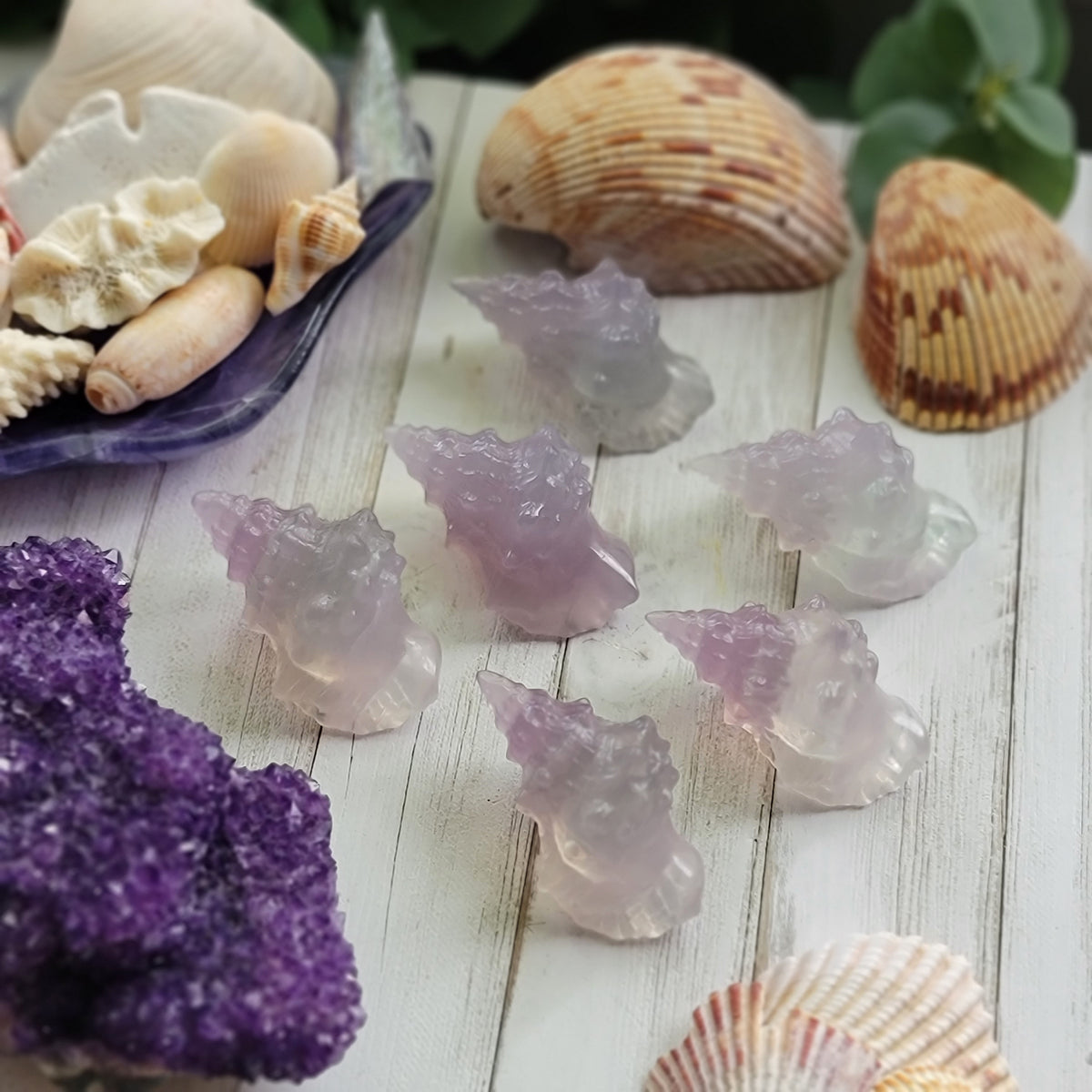 Natural Lavender Fluorite Crystal Conch Shell – Mineral Mystic